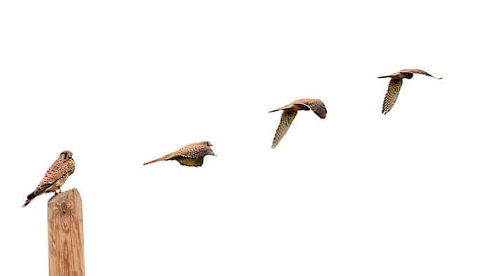 Create a Content Series to Maintain Engagement